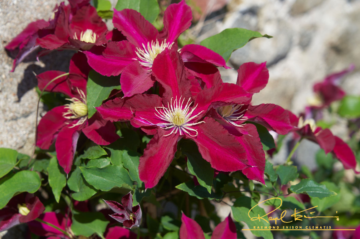 Elpis™ New for 2025 – Raymond Evison Clematis