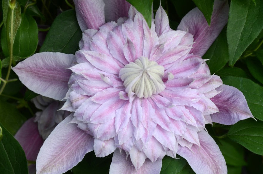 Josephine ™ – Raymond Evison Clematis