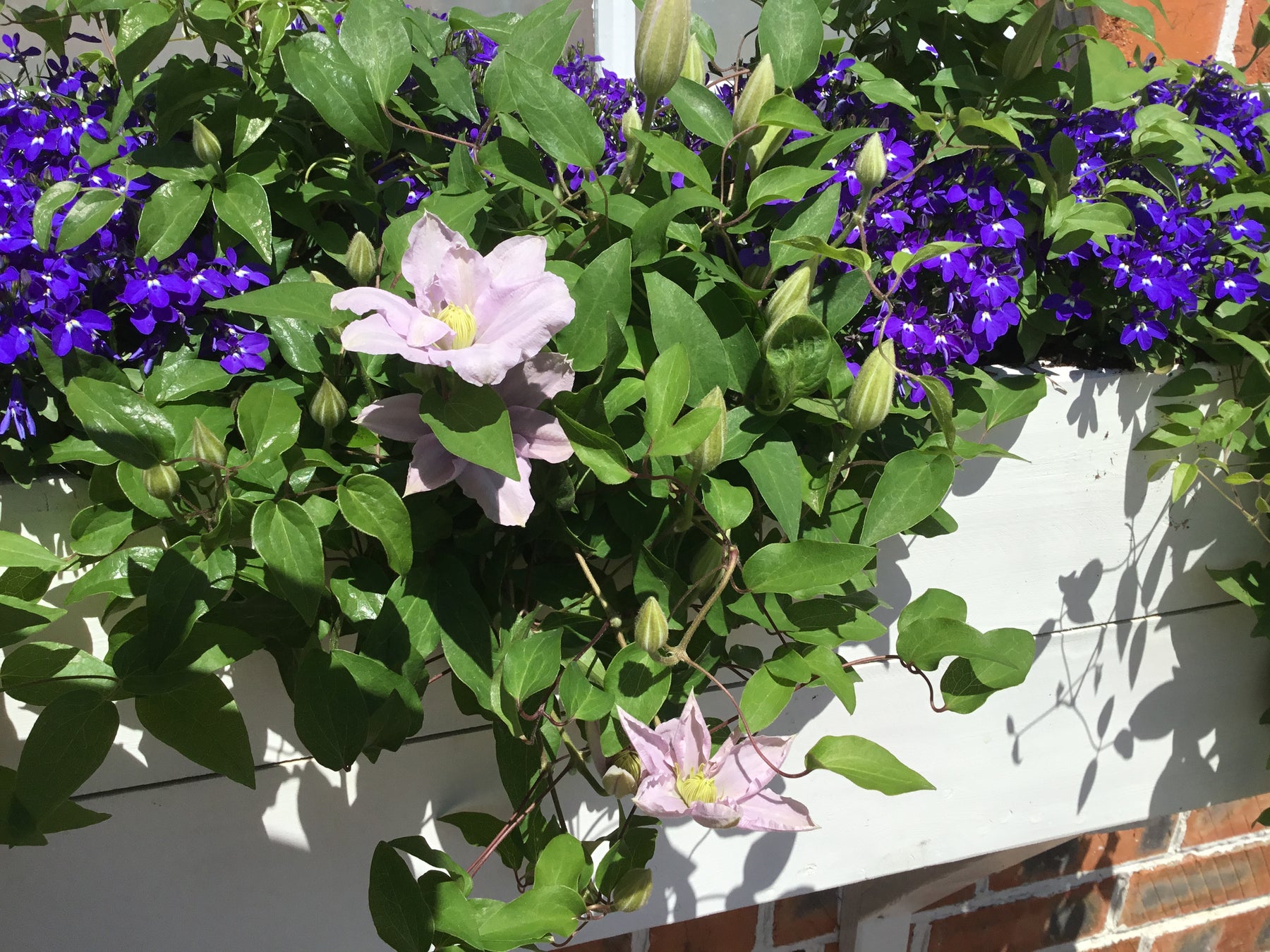 Clematis Garden at the Beijing International Horticulture Expo ...