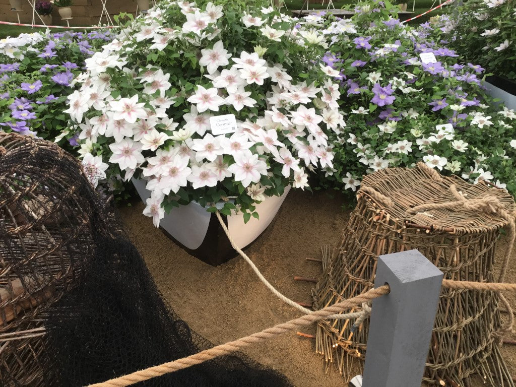 Chelsea video released – Raymond Evison Clematis