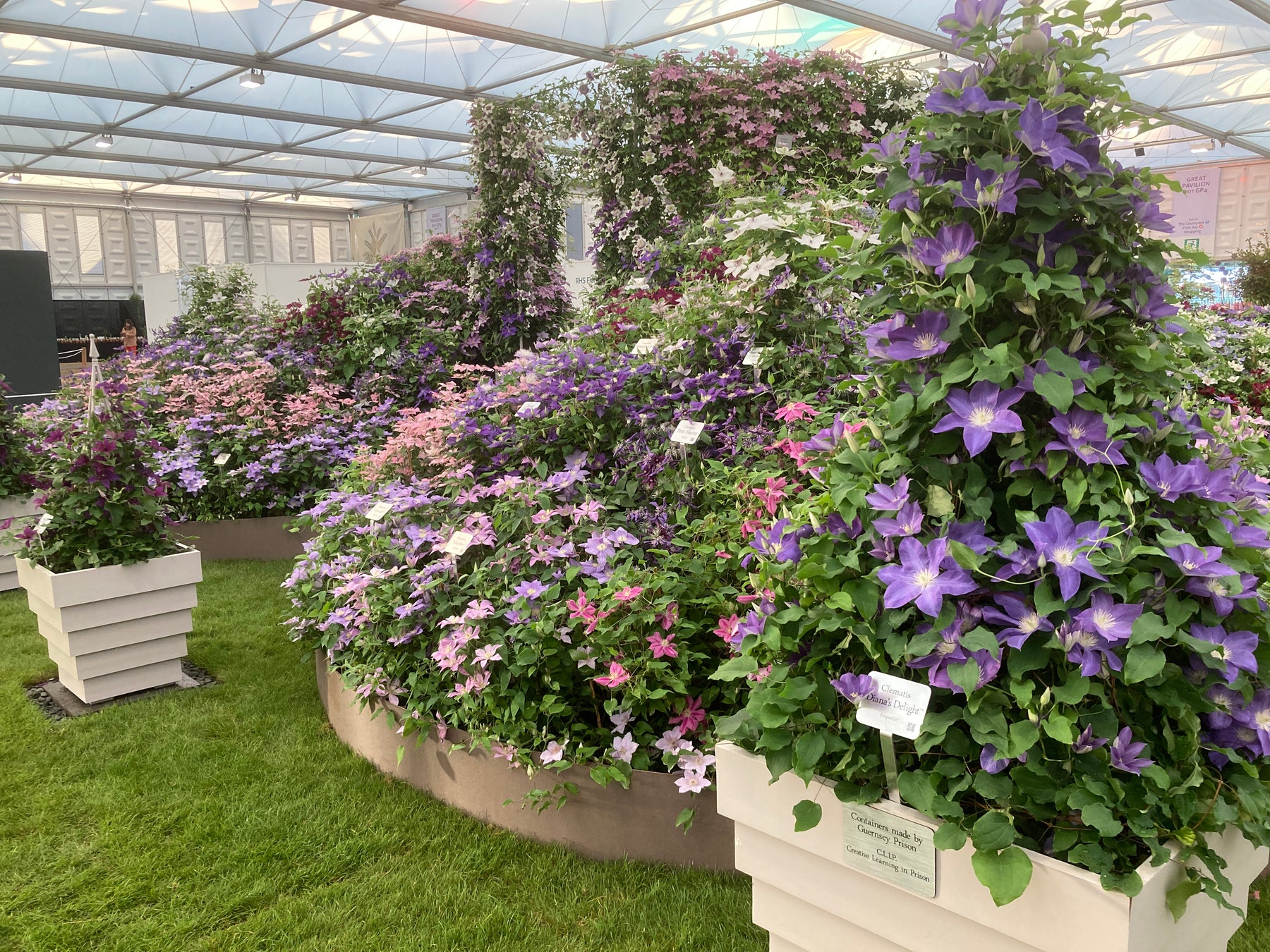 RHS Chelsea 2021 – Raymond Evison Clematis