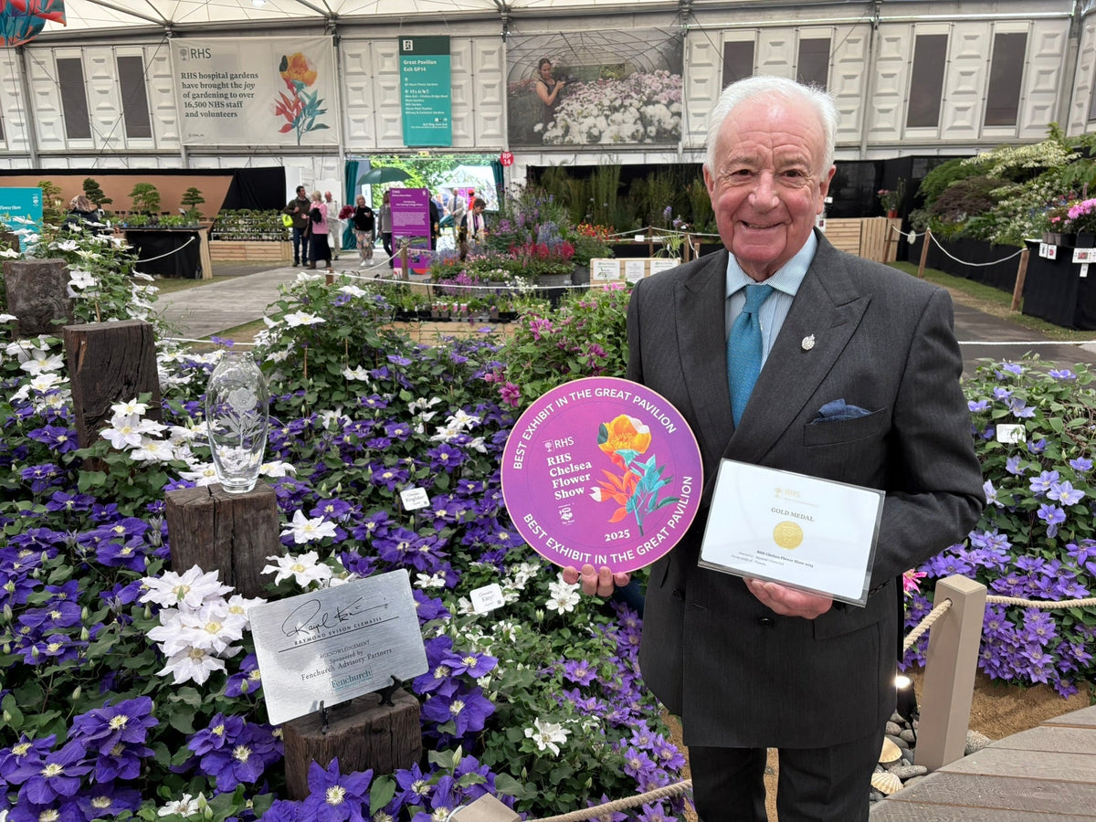 2025 Chelsea Success. – Raymond Evison Clematis