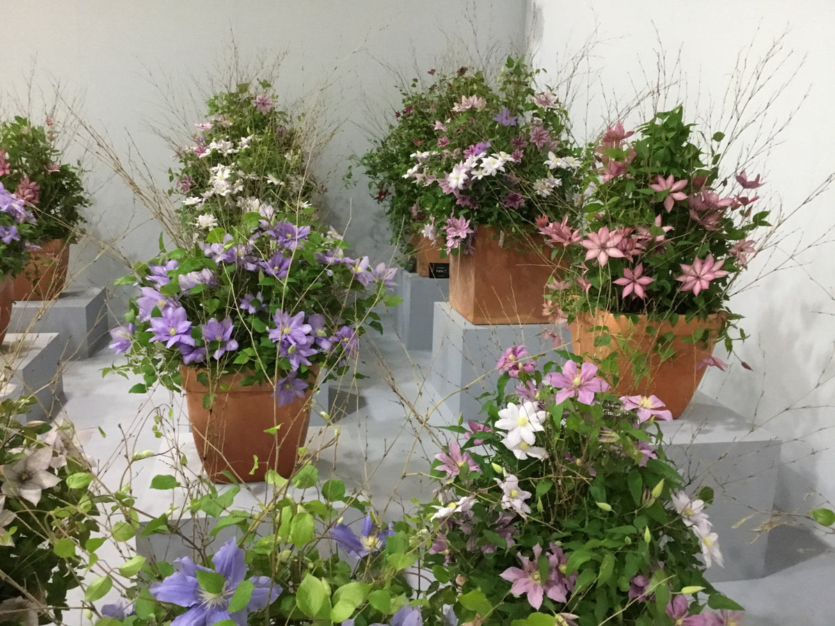 Boulevard® & compact patio – Raymond Evison Clematis