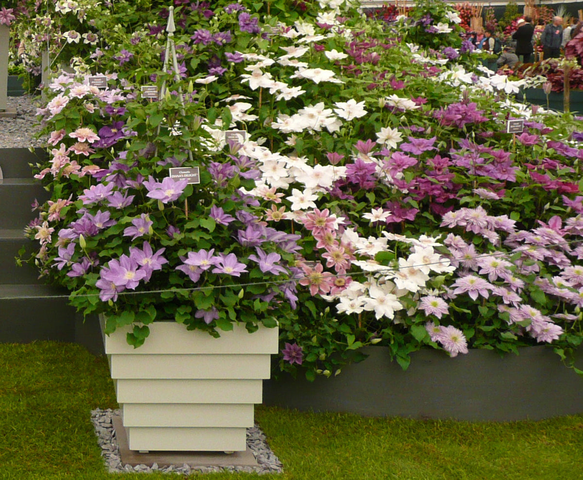 Patio & Garden – Raymond Evison Clematis