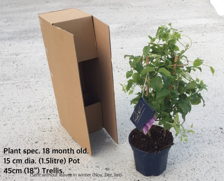 Eliza™ New For 2026 – Raymond Evison Clematis