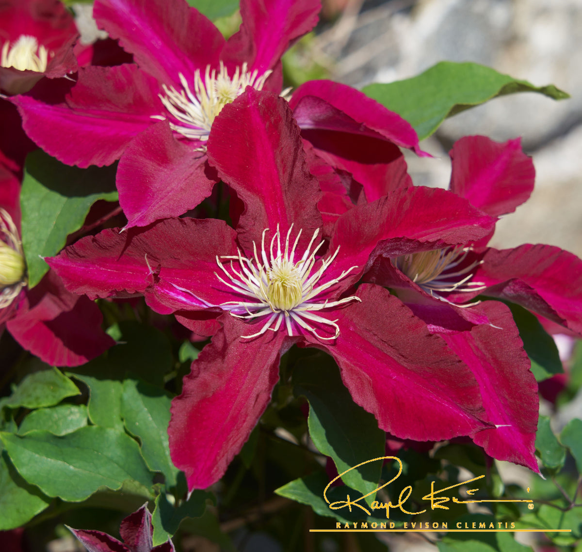 Elpis™ New for 2025 – Raymond Evison Clematis