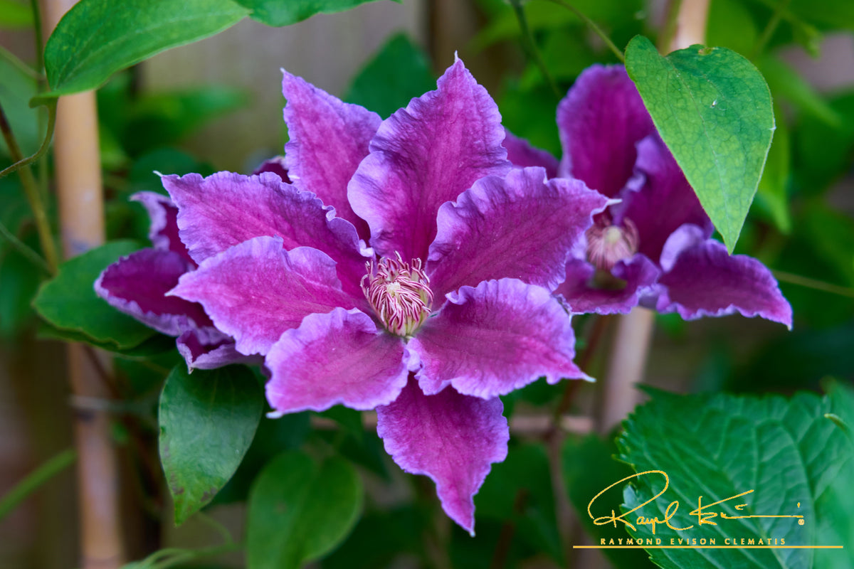 Baroness Fookes™ New for 2025 – Raymond Evison Clematis