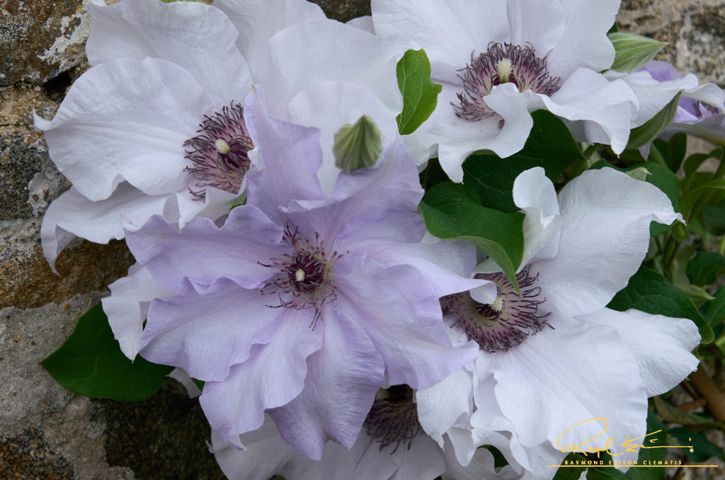 Eliza™ New For 2026 – Raymond Evison Clematis