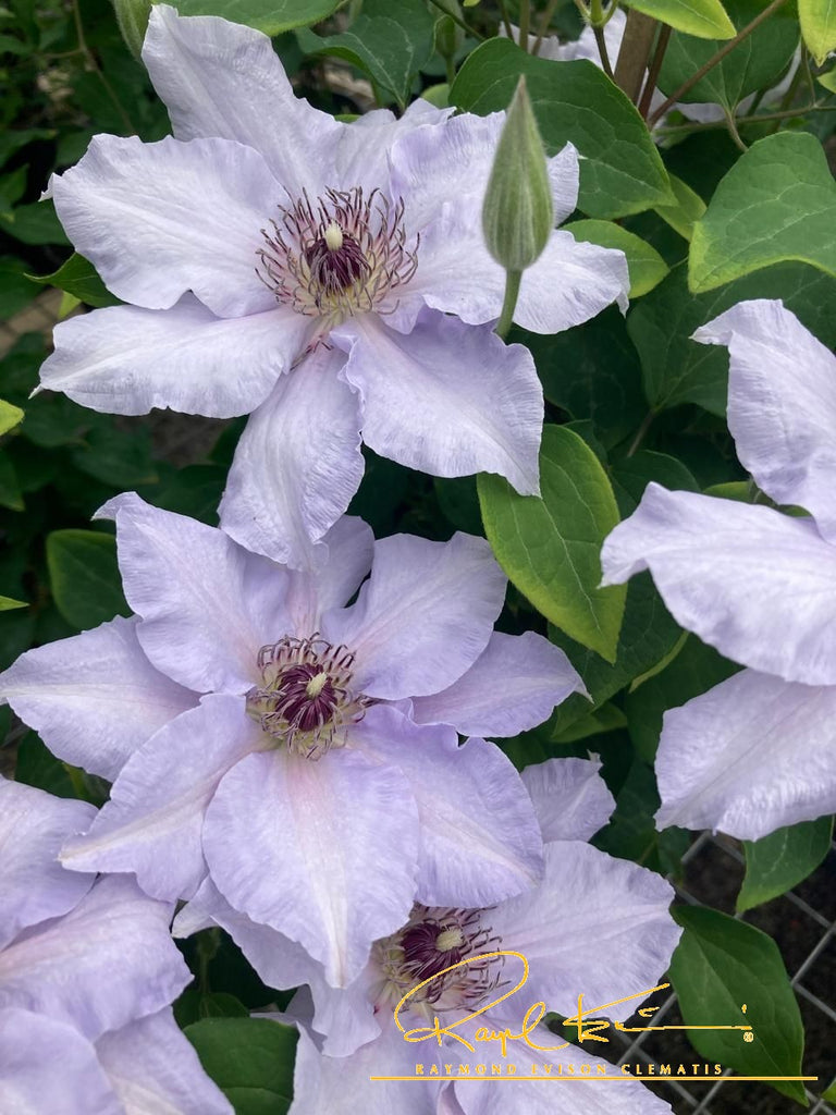 Eliza™ New For 2026 – Raymond Evison Clematis