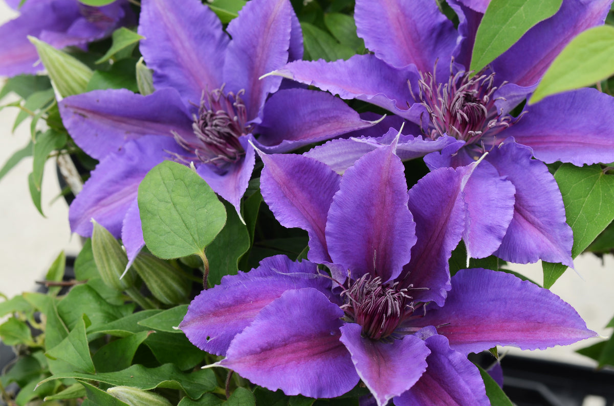 Paulie ™ x2 – Raymond Evison Clematis