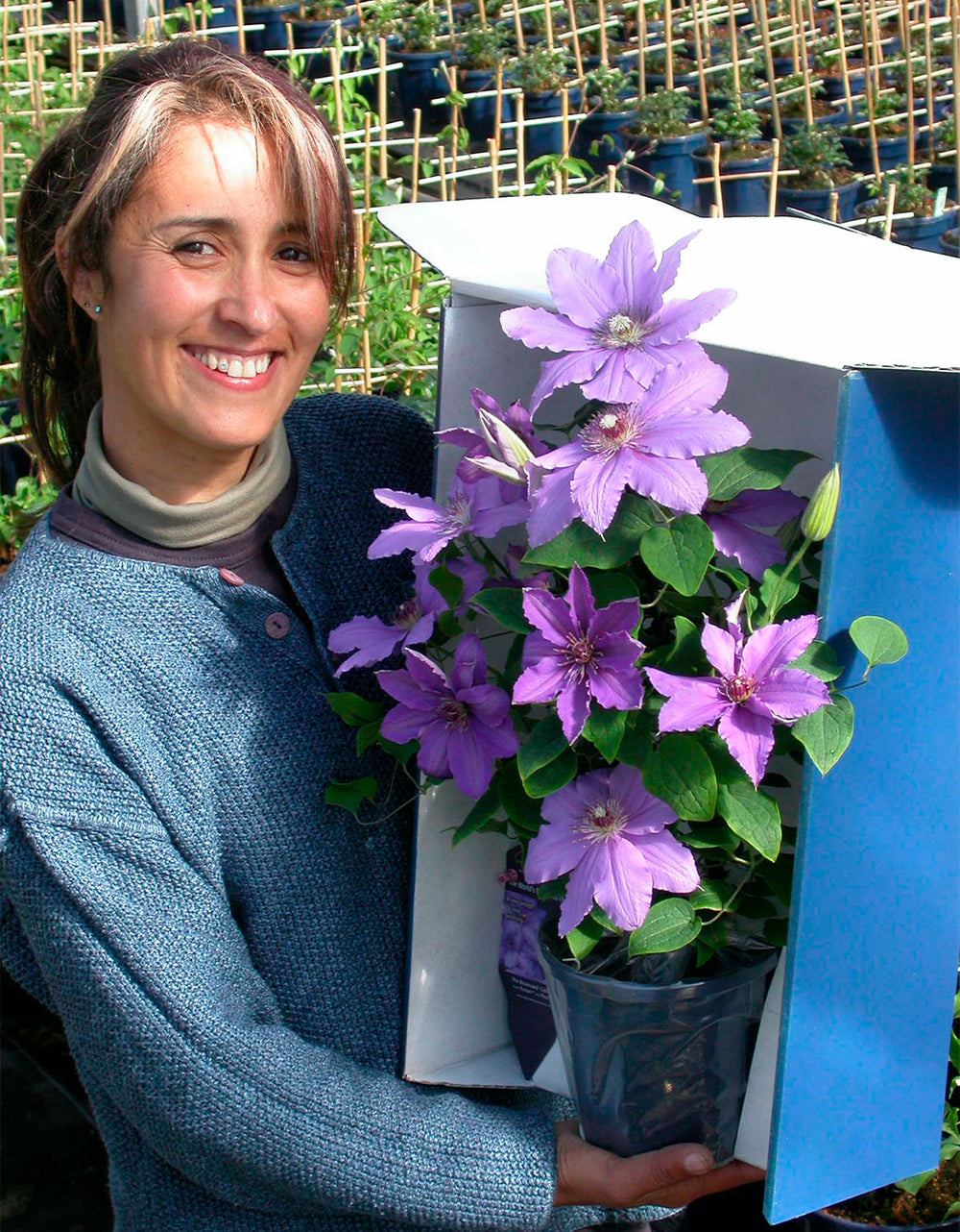 Breeding & Assessment – Raymond Evison Clematis