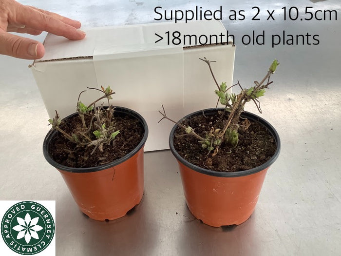 Elodi ™ x2 – Raymond Evison Clematis