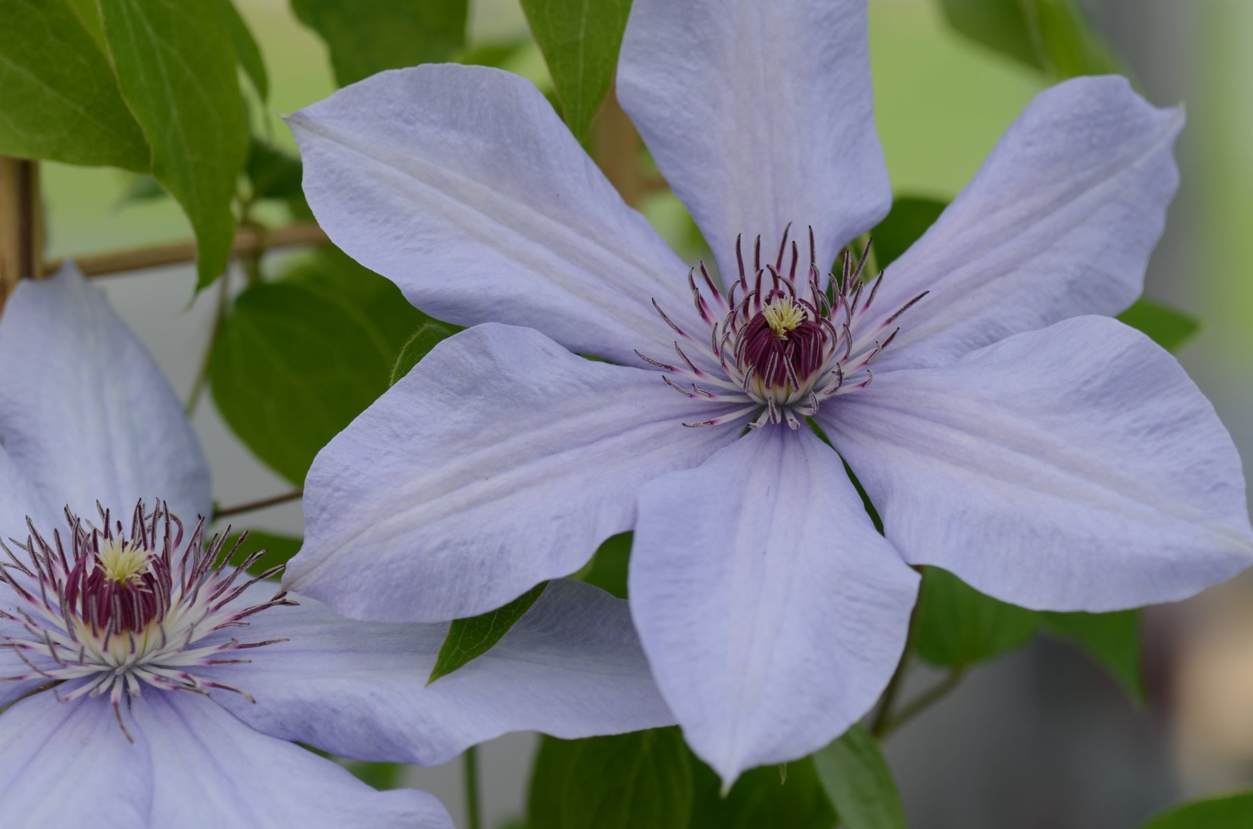 Bernadine ™ – Raymond Evison Clematis
