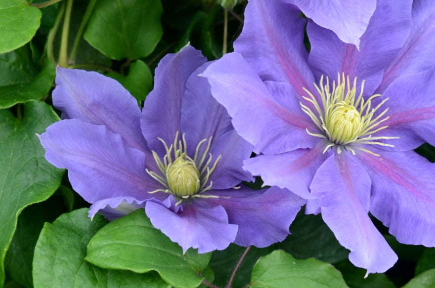 Chevalier™ – Raymond Evison Clematis