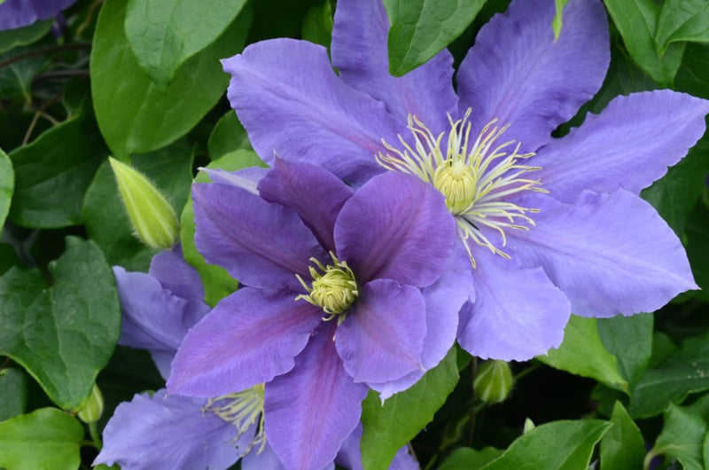 Chevalier™ – Raymond Evison Clematis