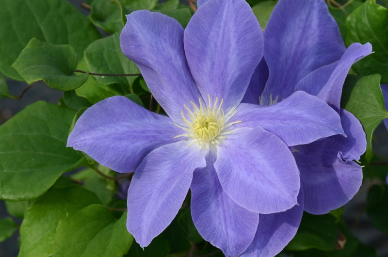 Diana's Delight ™ – Raymond Evison Clematis