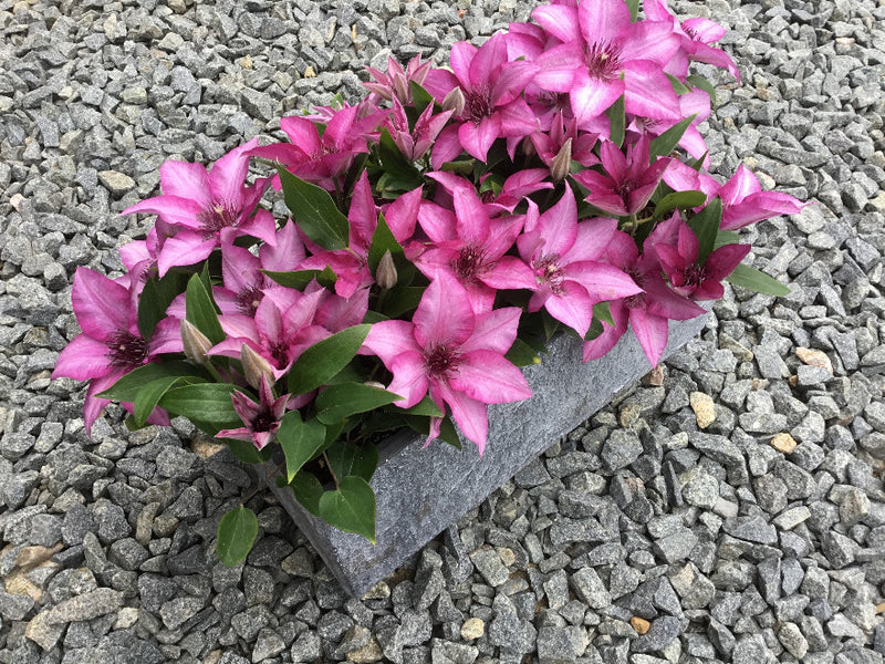 Elodi ™ x2 – Raymond Evison Clematis