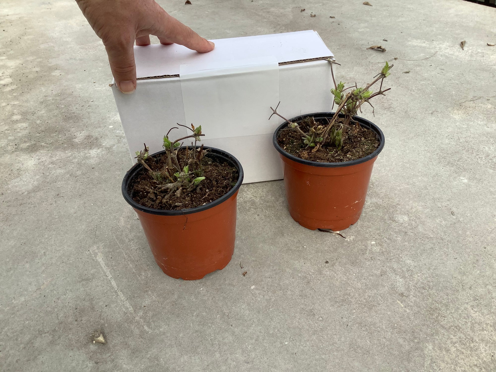 Tudor Patio™ Trio – Raymond Evison Clematis