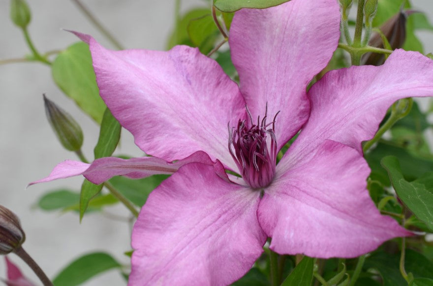 Giselle ™ – Raymond Evison Clematis