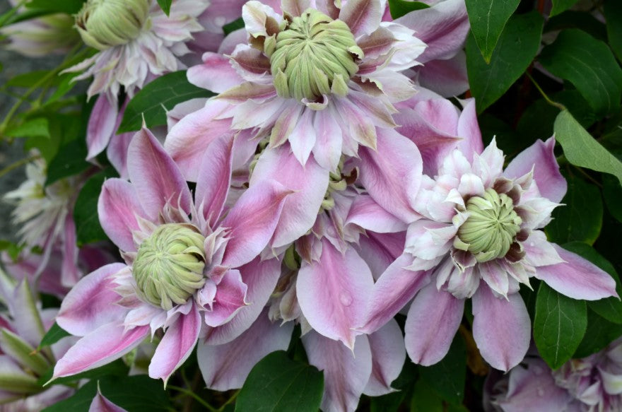 Josephine ™ – Raymond Evison Clematis