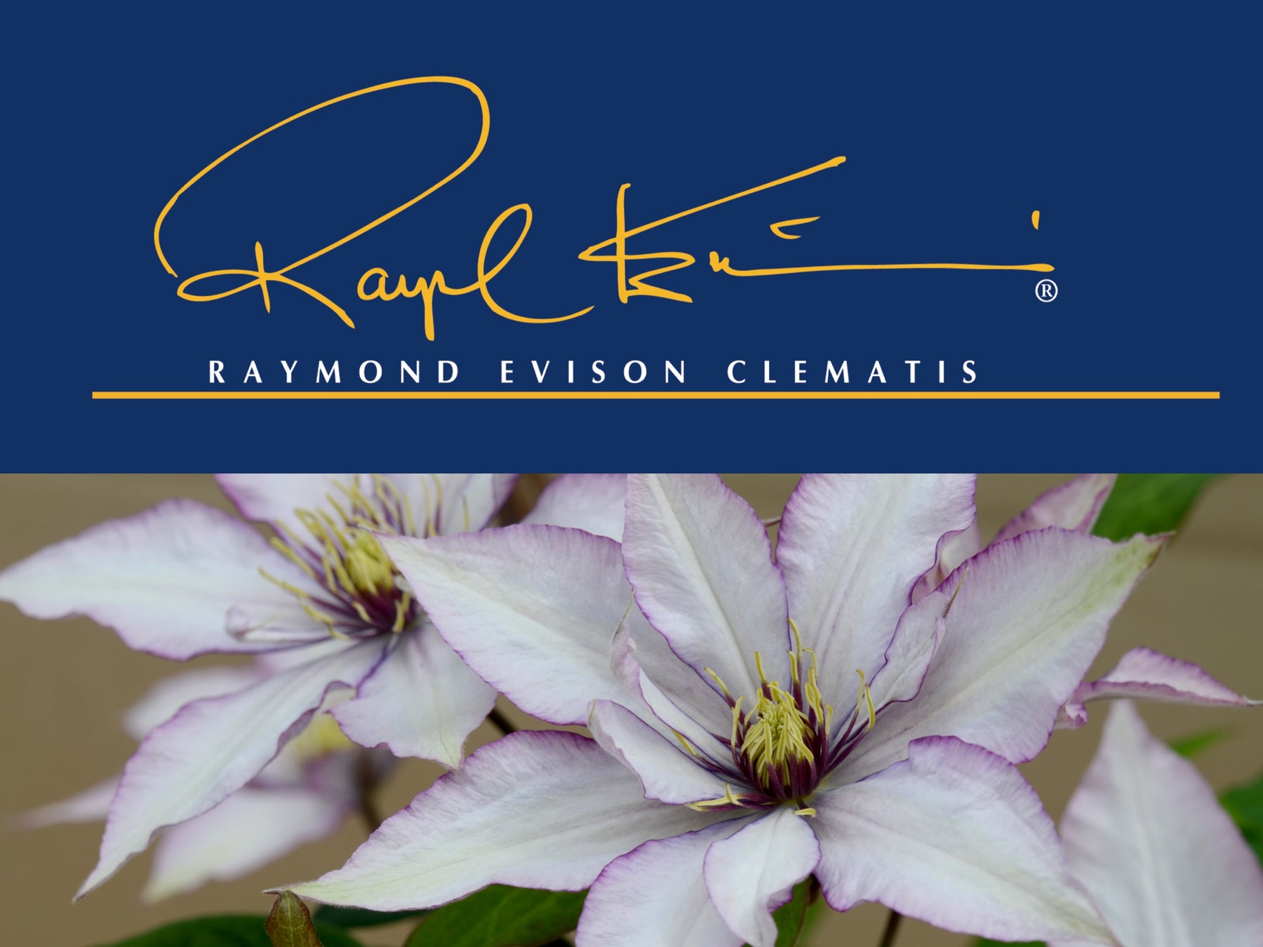 Raymond Evison Clematis (Digital) Gift Voucher