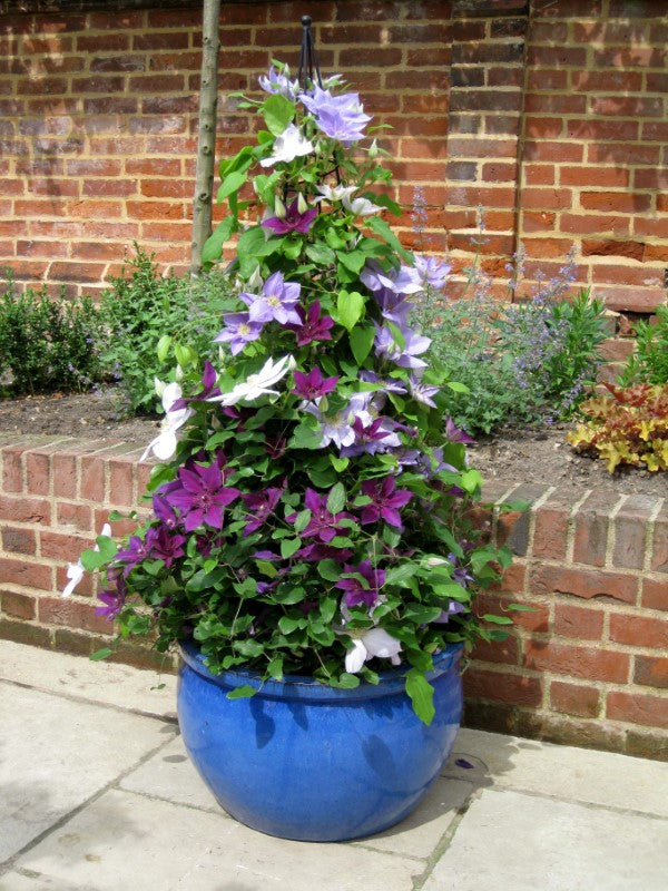 Amethyst Beauty ™ – Raymond Evison Clematis