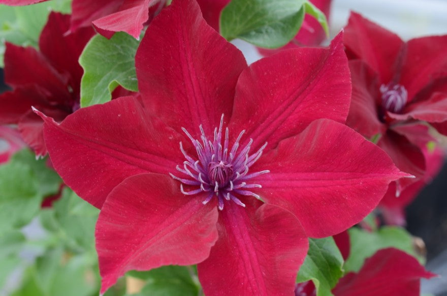 Nubia ™ – Raymond Evison Clematis