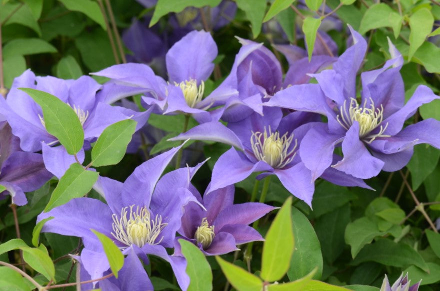 Olympia ™ – Raymond Evison Clematis
